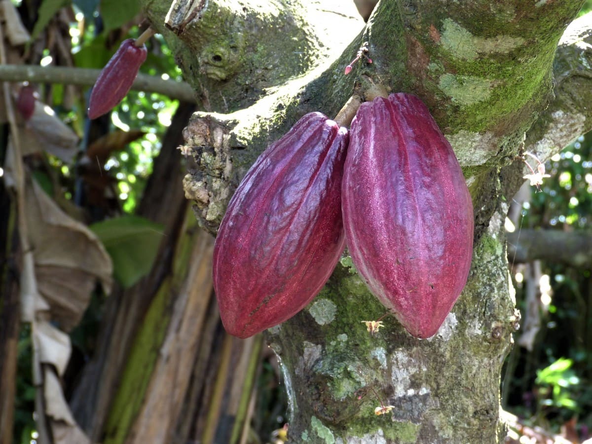 cocoa_chocolate_candy_fruit_harvest_tree_ripe_costa_rica-982695.jpg!d